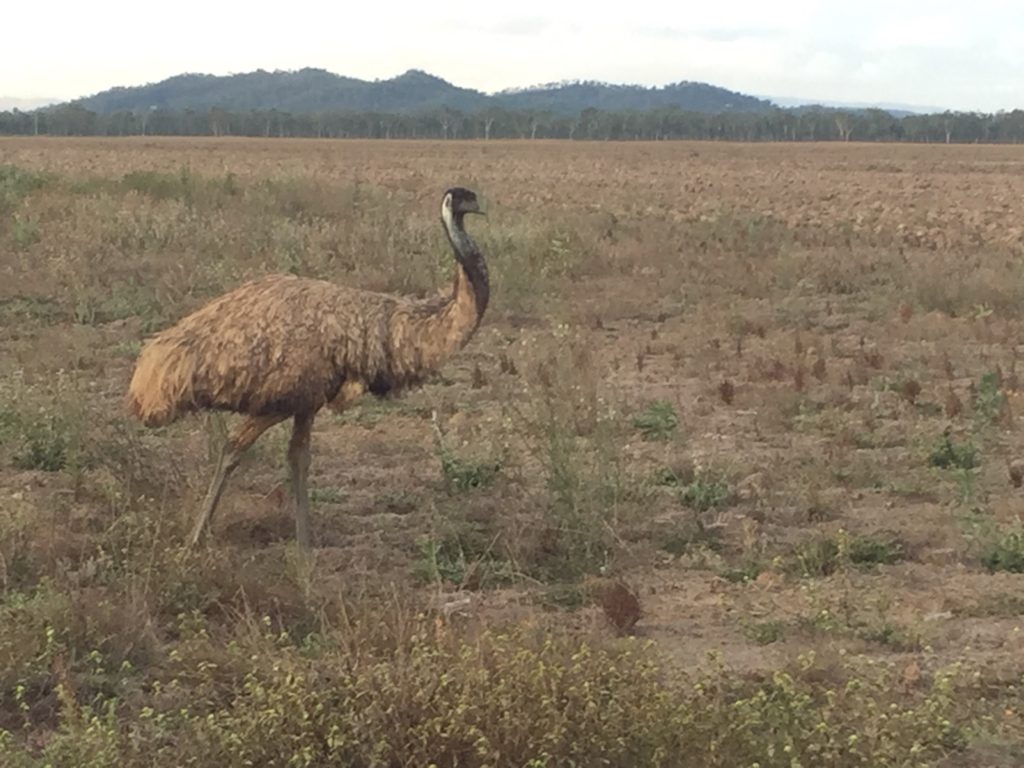 MAREEBA WETLANDS - All Cairns Tours